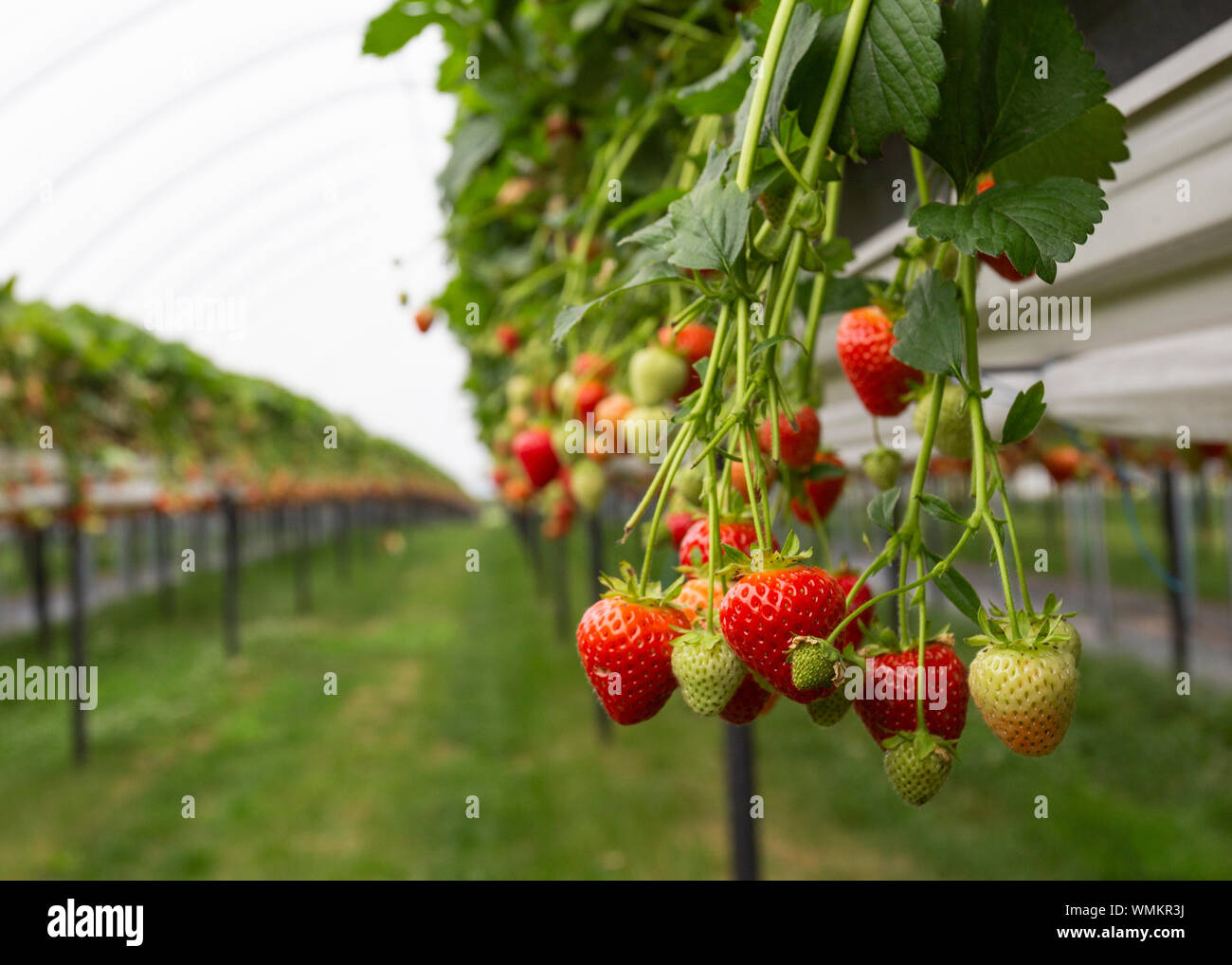 Strawberries growing on strawberry farm UK Stock Photo - Alamy