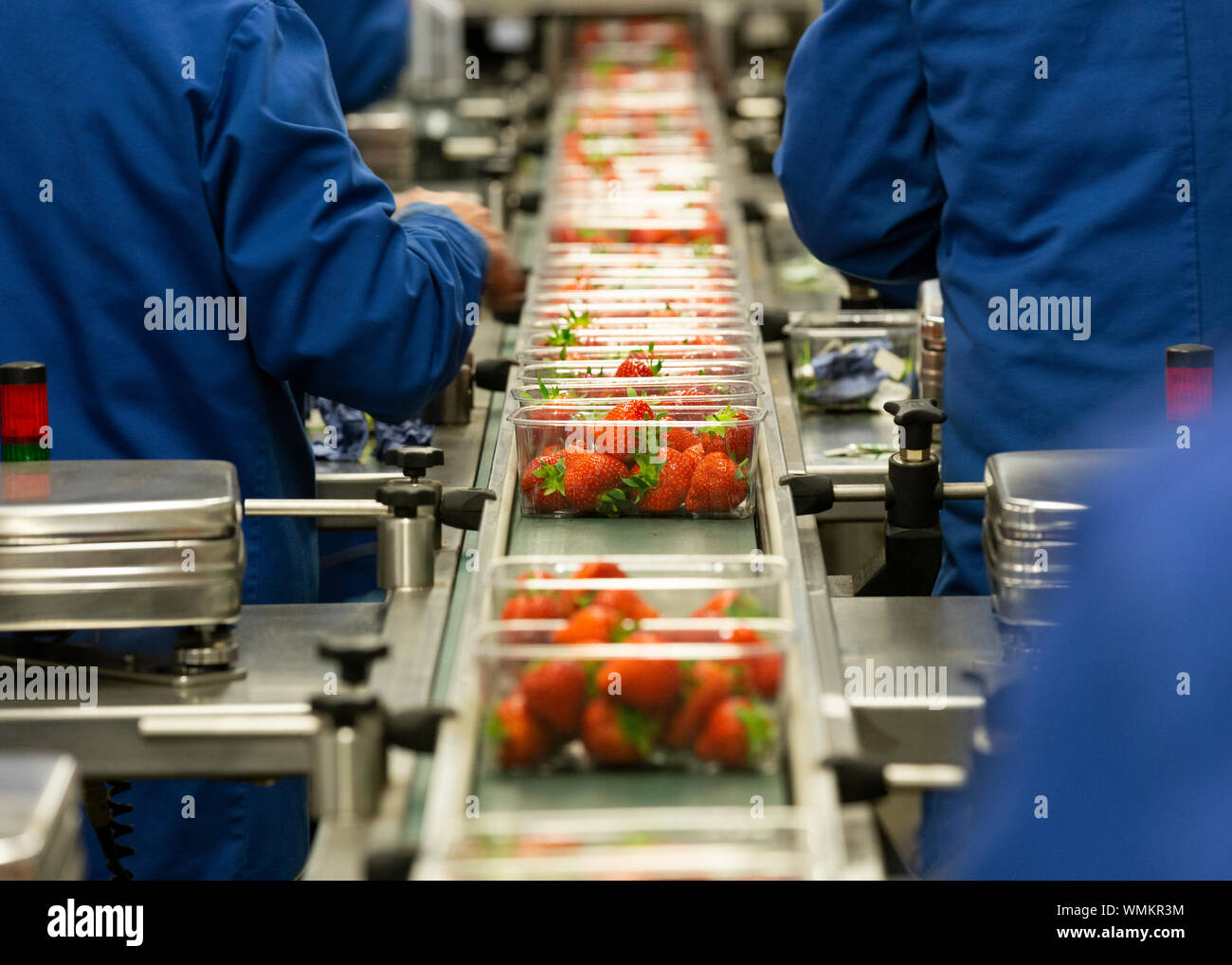 Strawberry farm packaging production UK Stock Photo - Alamy