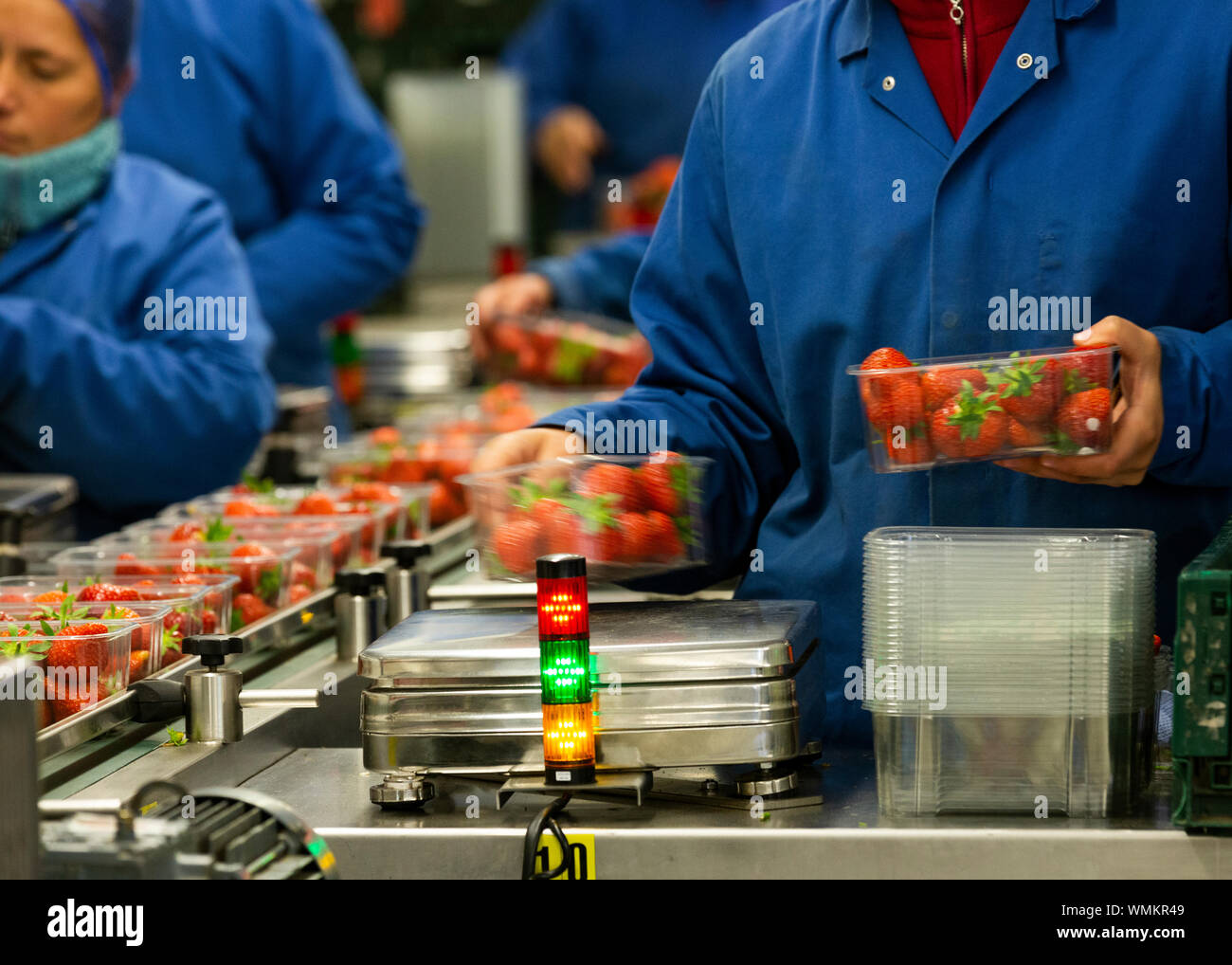 Strawberry packaging production UK Stock Photo - Alamy