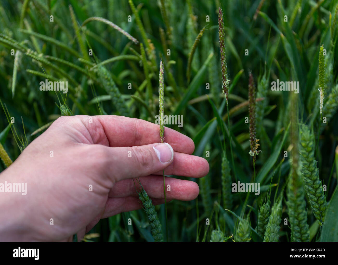Blackgrass High Resolution Stock Photography and Images - Alamy