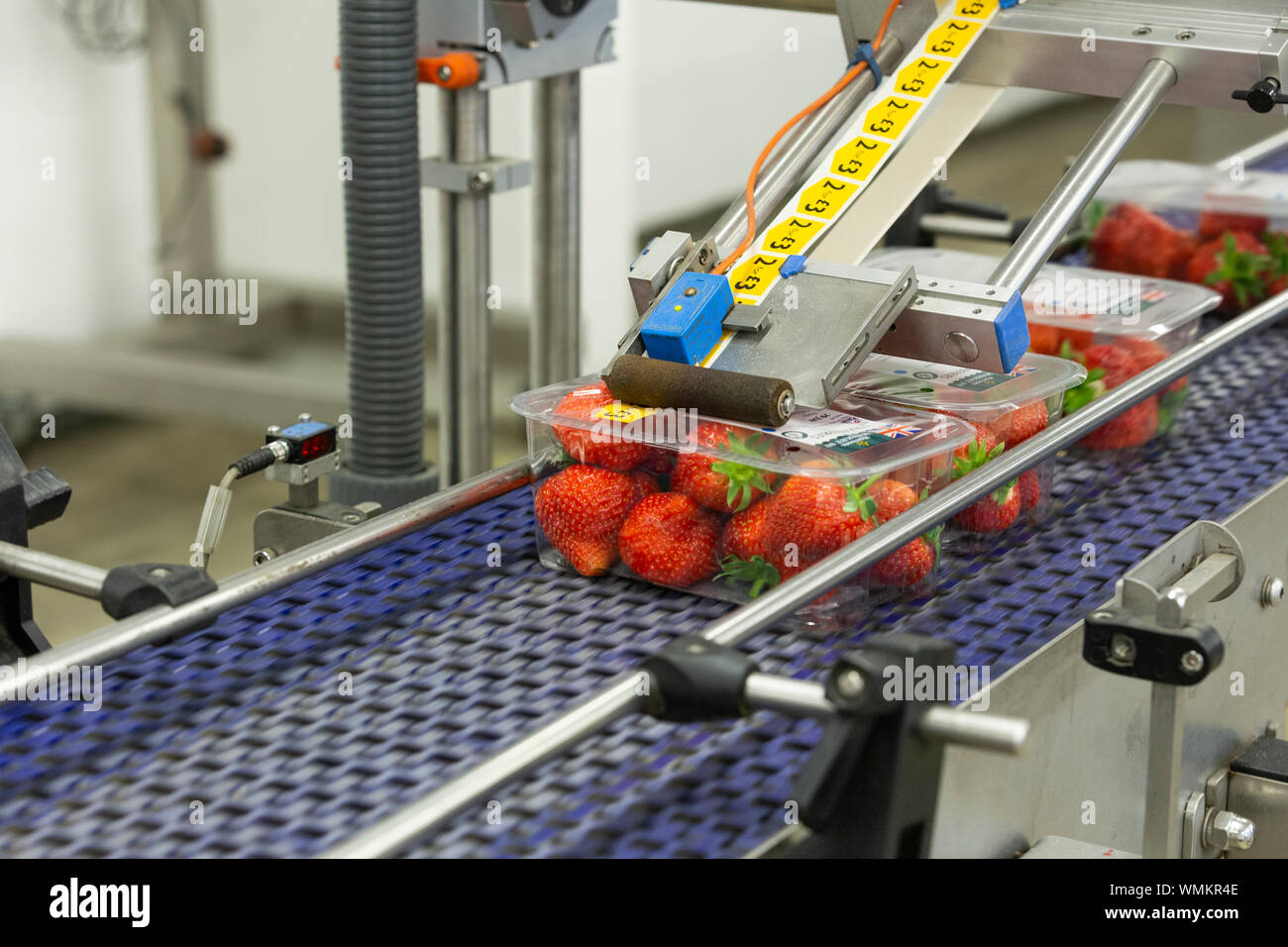 Strawberry packaging production UK Stock Photo - Alamy