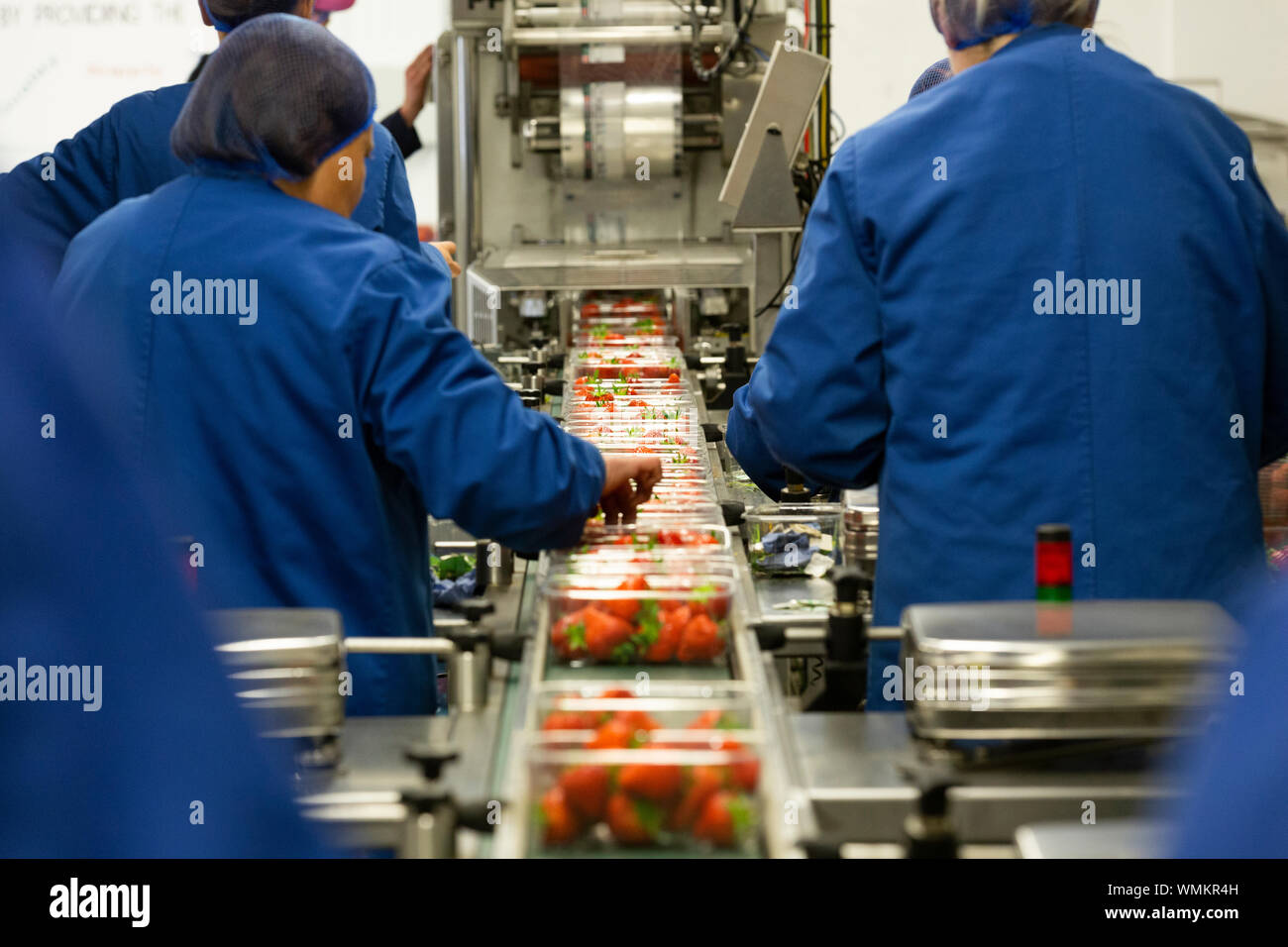 Strawberry farm packaging production UK Stock Photo - Alamy