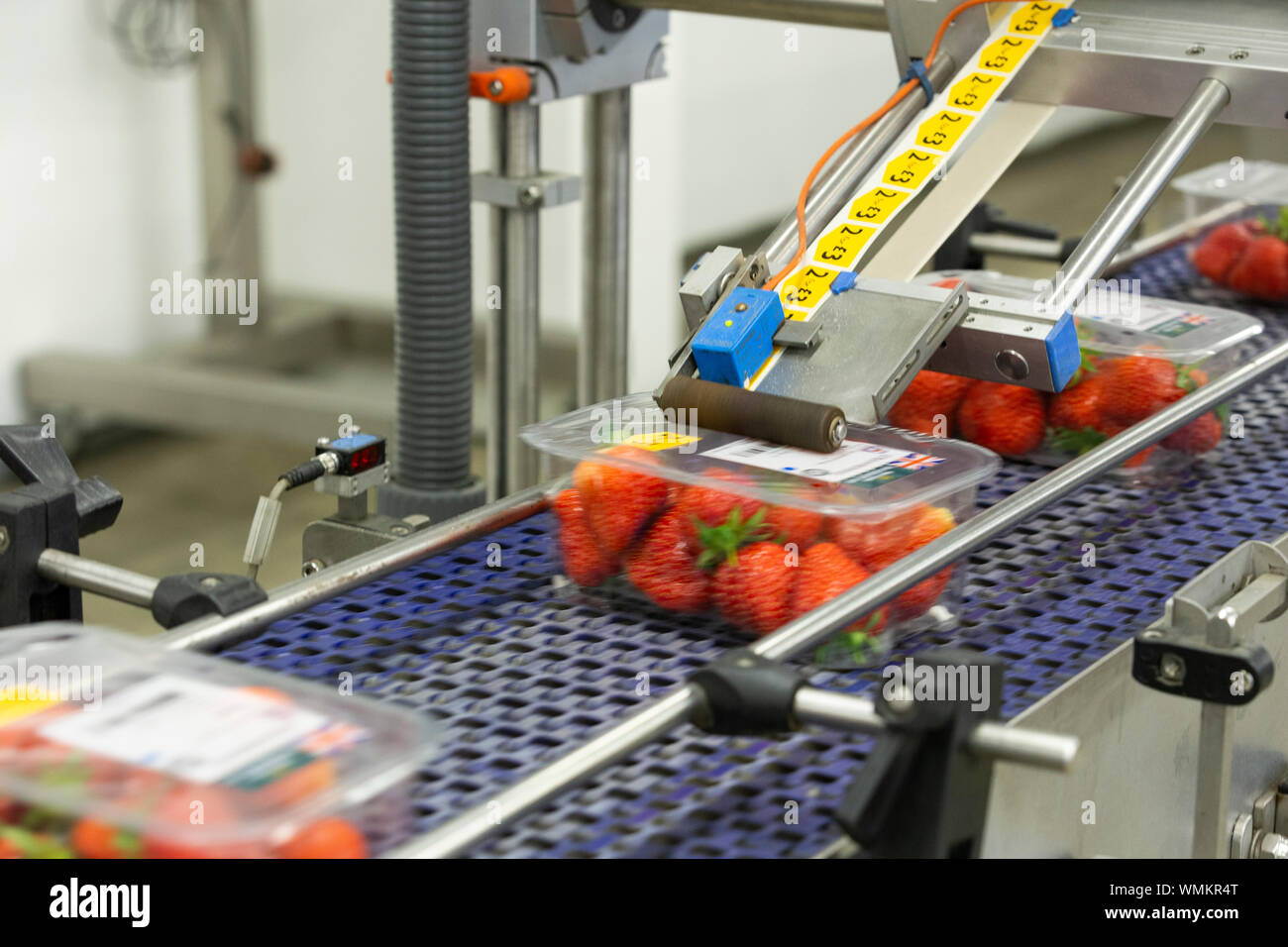 Strawberry packing factory hi-res stock photography and images - Alamy