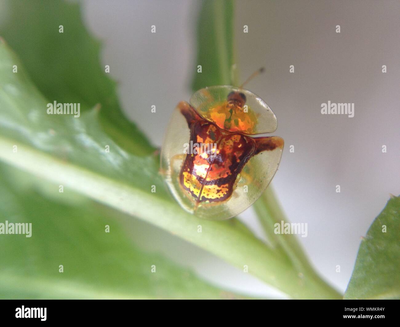 Tortoise shield bug hi-res stock photography and images - Alamy