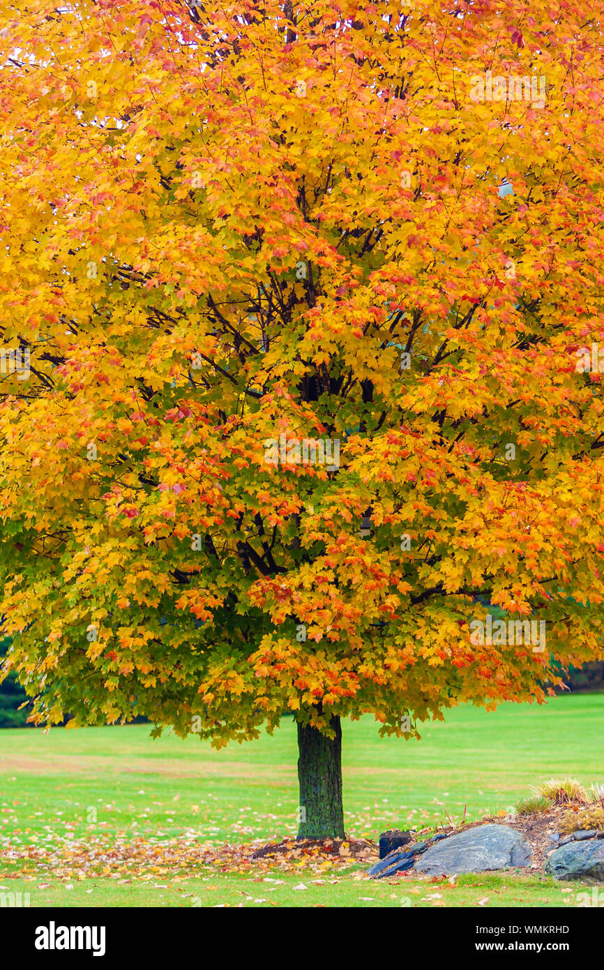 Single maple tree during fall foliage season, Stowe Vermont, USA Stock ...