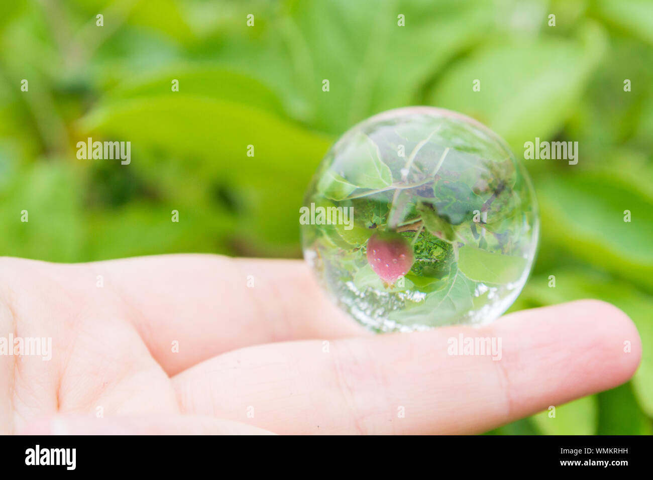 Reflection of a small young Apple in a glass transparent ball Stock ...
