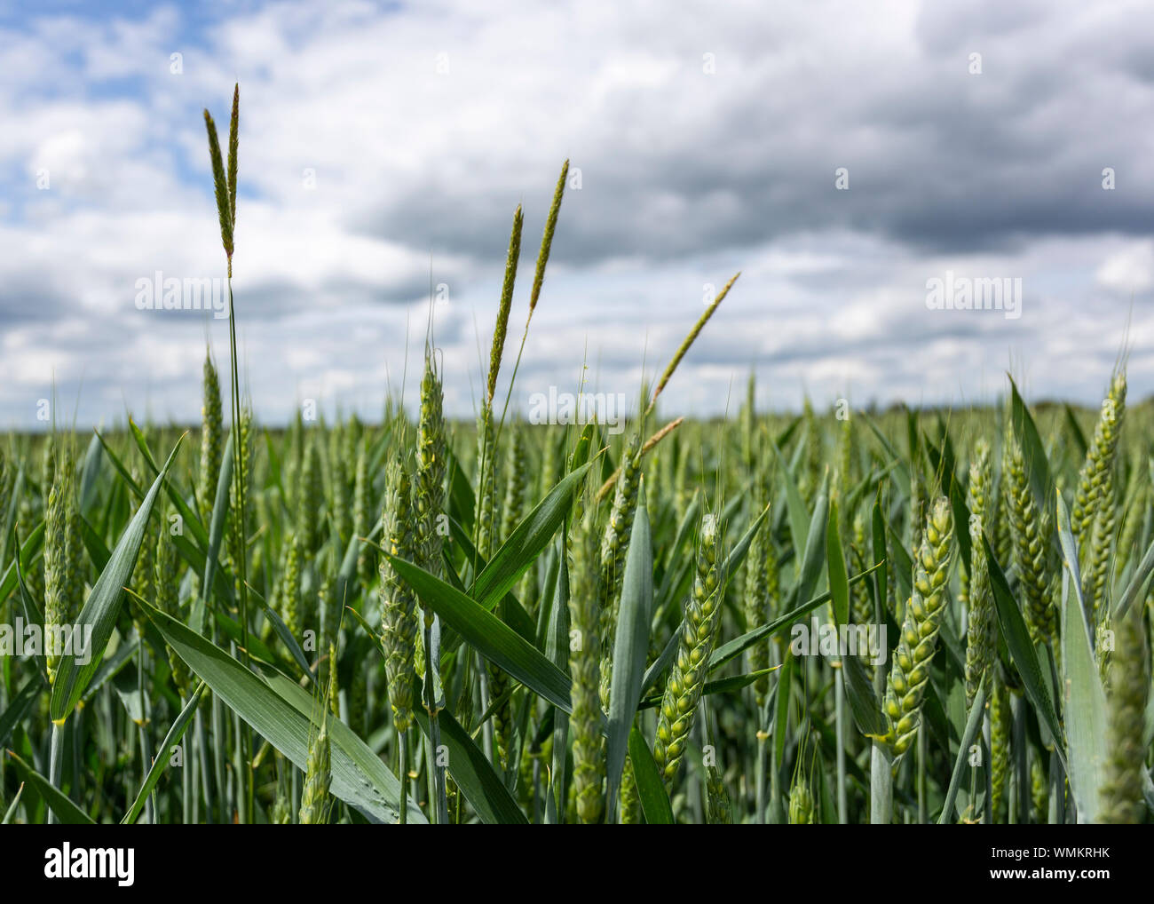 Wheat field uk hi-res stock photography and images - Alamy