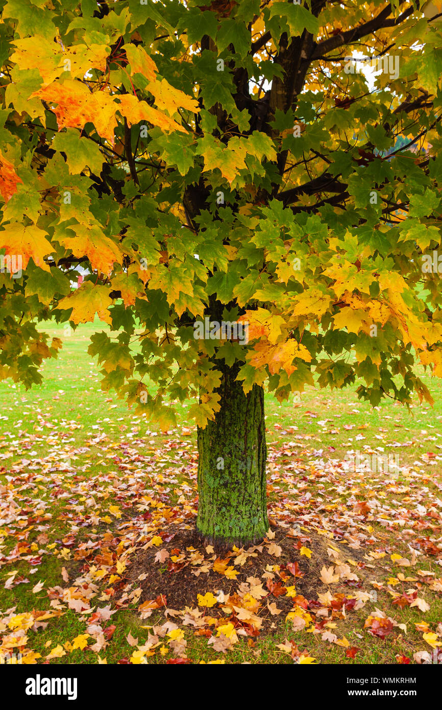 Single maple tree during fall foliage season, Stowe Vermont, USA Stock ...