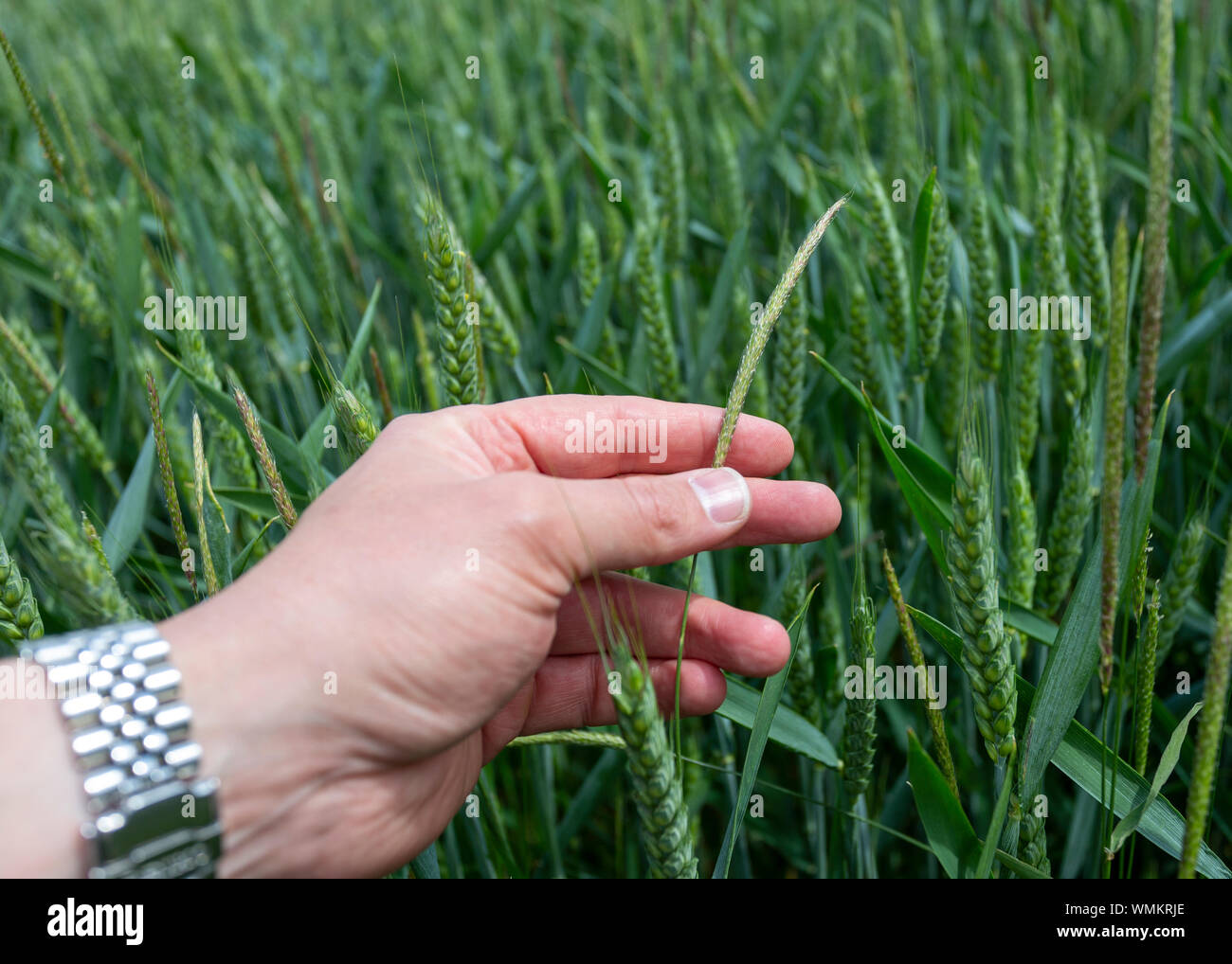 Blackgrass hi-res stock photography and images - Alamy