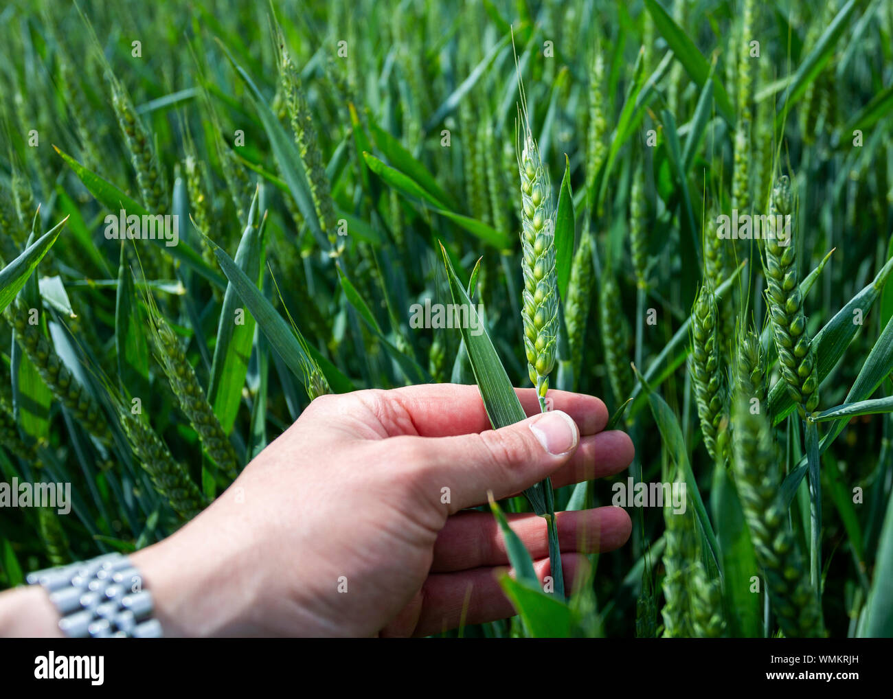 Hand holding wheat ear UK Stock Photo - Alamy