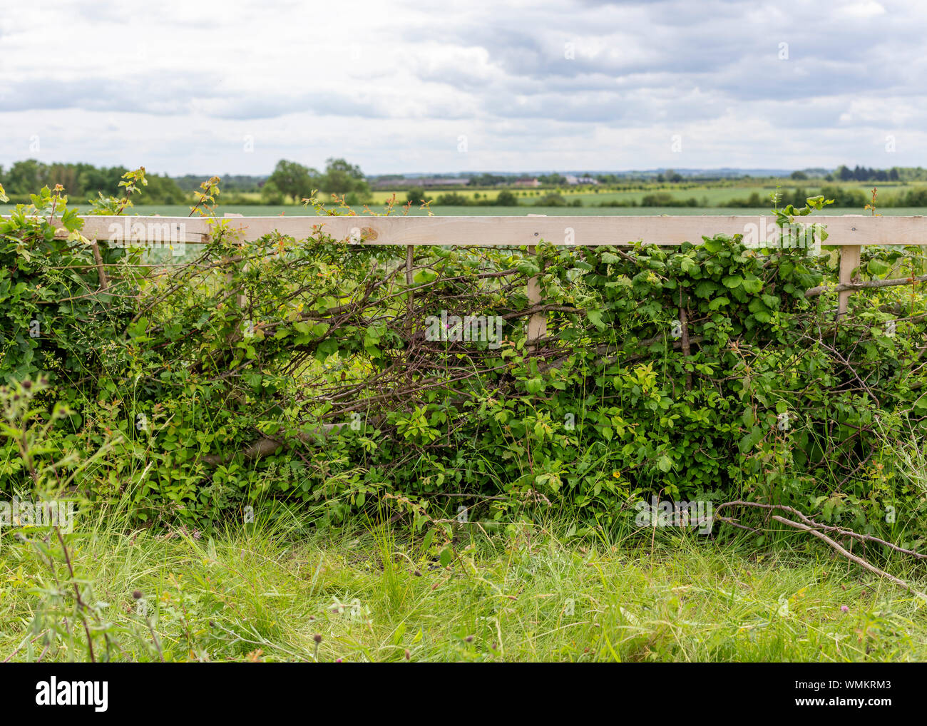 Country hedge hi-res stock photography and images - Alamy