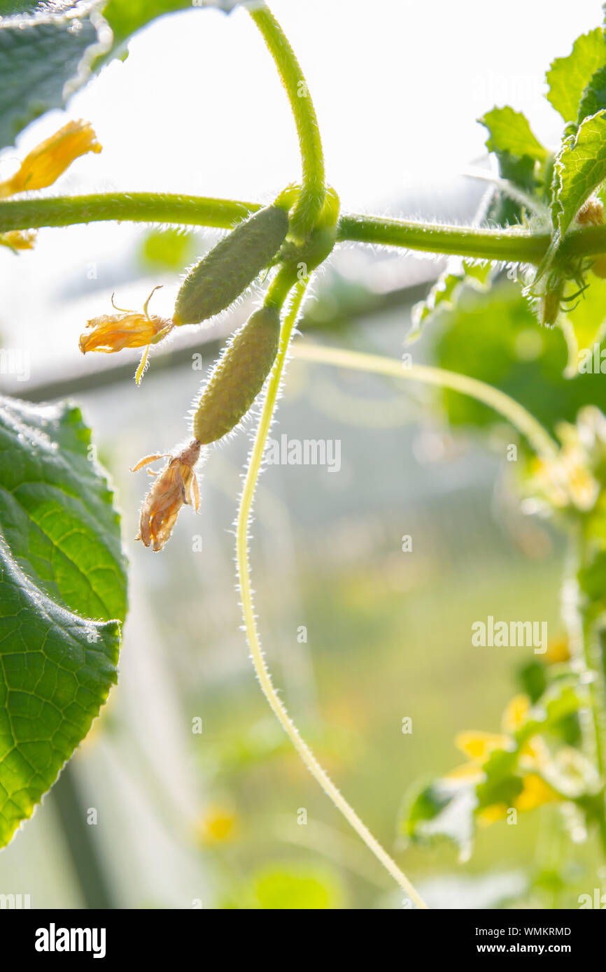 Cucumber embryo with a yellow flower on a branch Stock Photo - Alamy