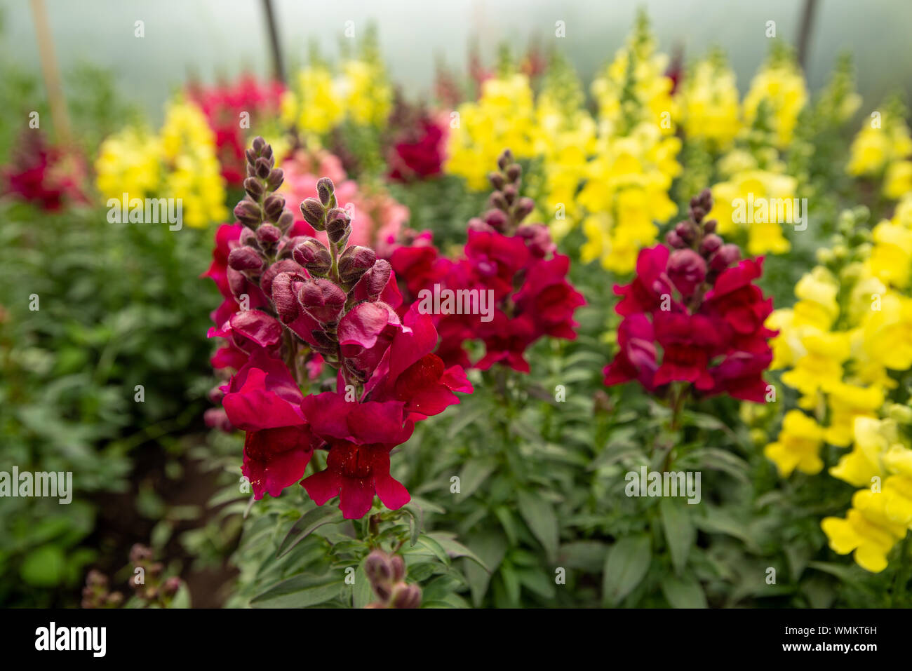 Red delphiniums hi-res stock photography and images - Alamy