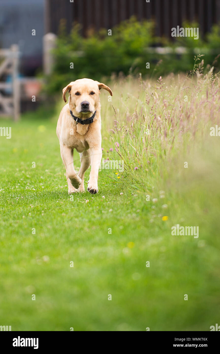 Labrador on farm running UK Stock Photo - Alamy