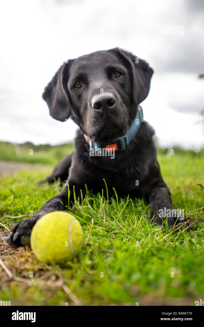 Black Labrador on farm with ball UK Stock Photo - Alamy
