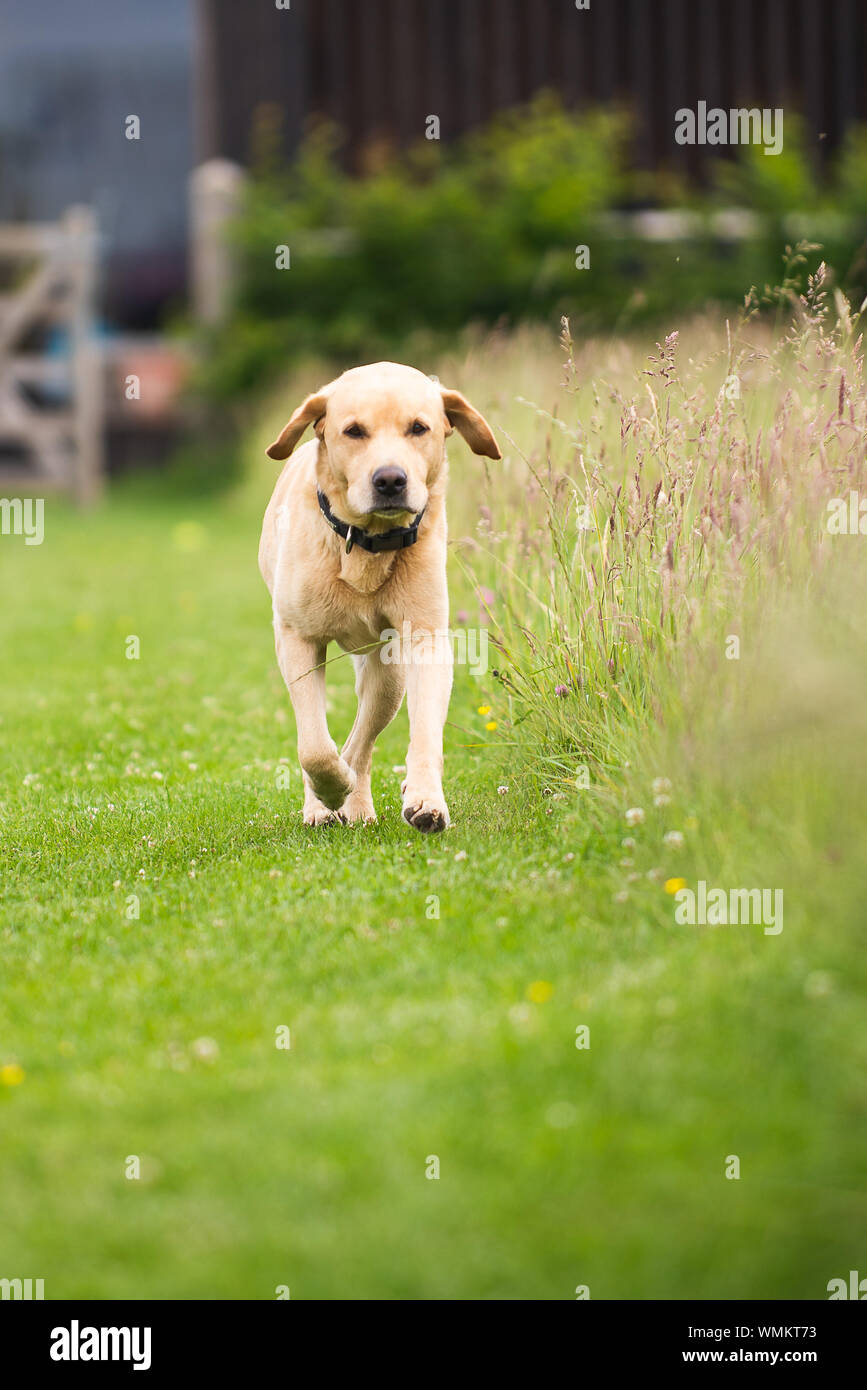 Labrador on farm running UK Stock Photo - Alamy