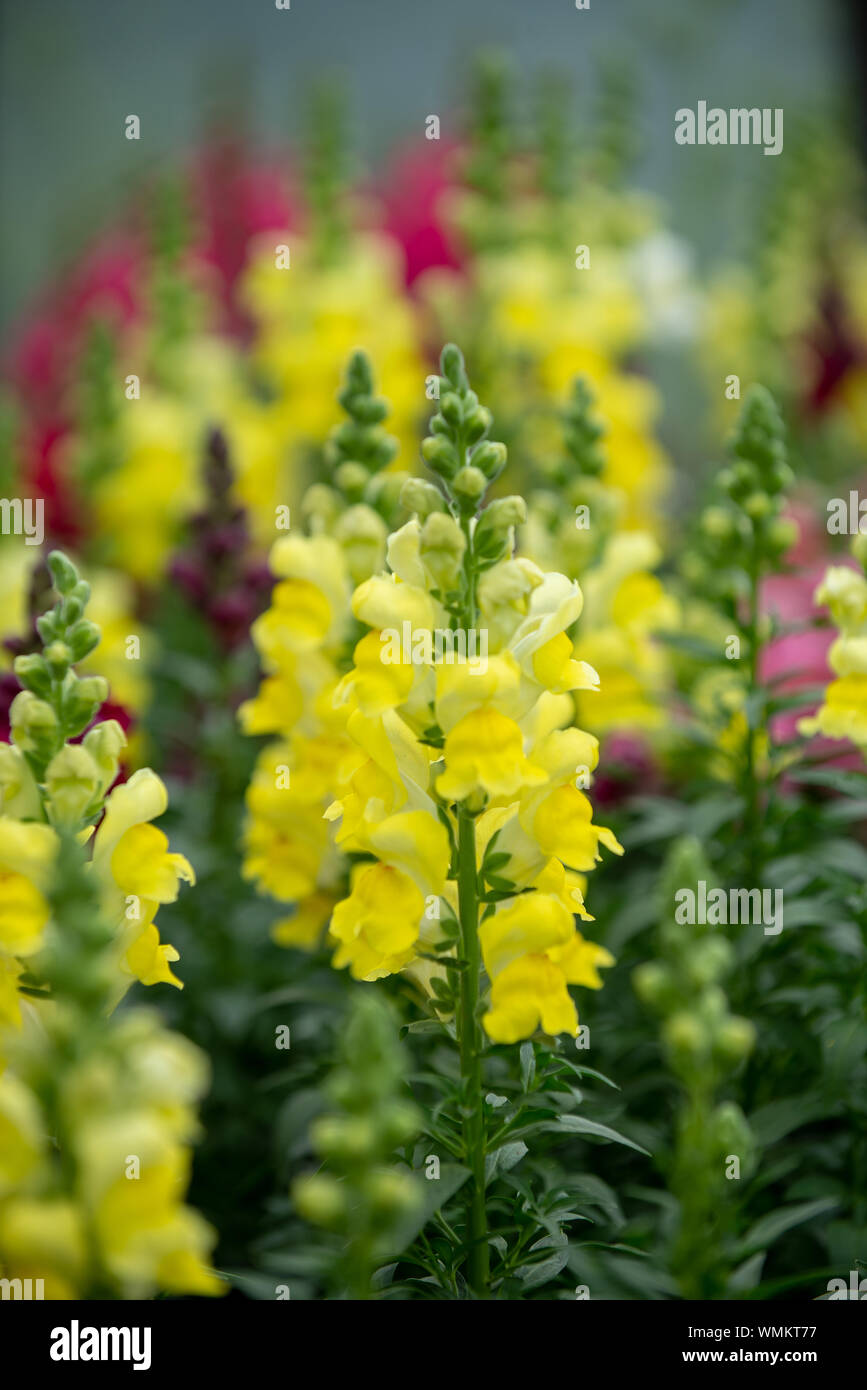 Red delphiniums hi-res stock photography and images - Alamy