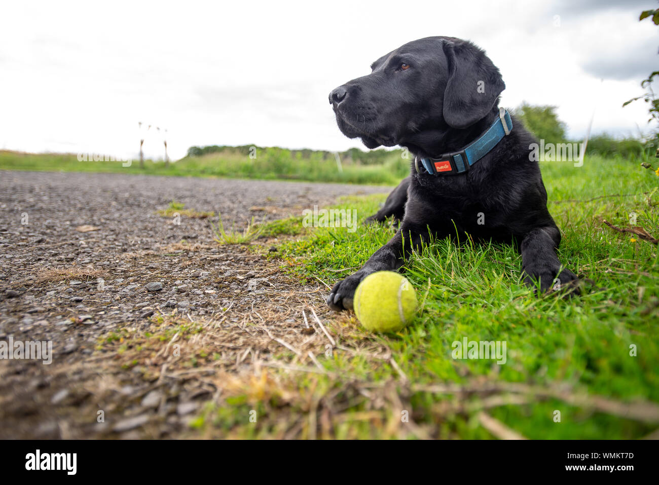 Black Labrador on farm with ball UK Stock Photo - Alamy