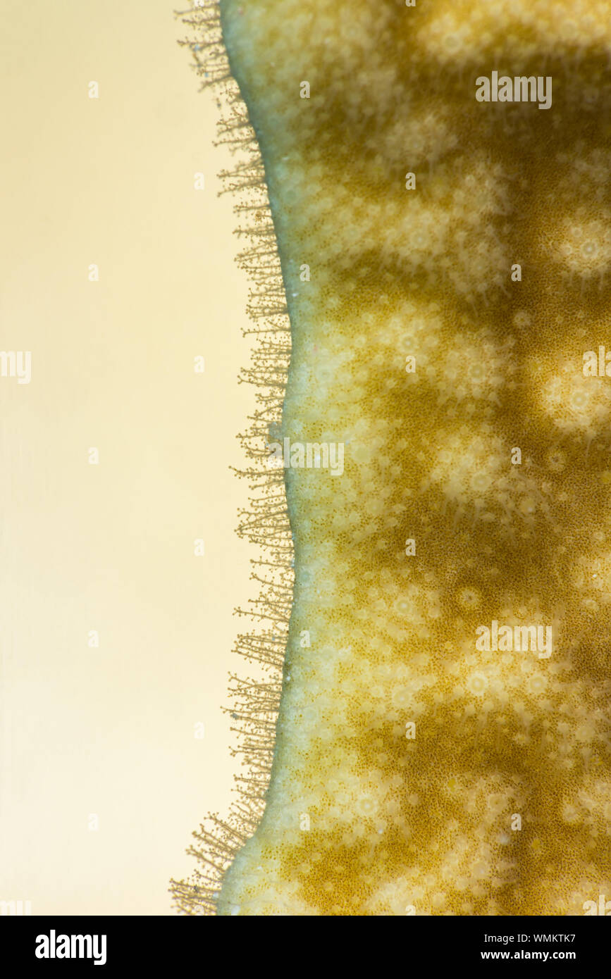 Invertebrate coral polyps hi-res stock photography and images - Alamy