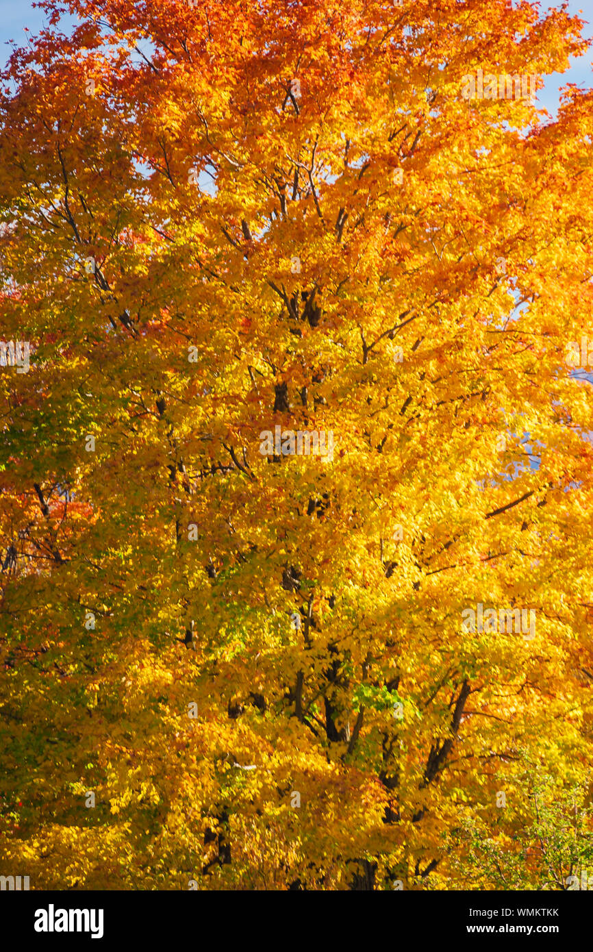 Single maple tree during fall foliage season, Stowe Vermont, USA Stock ...