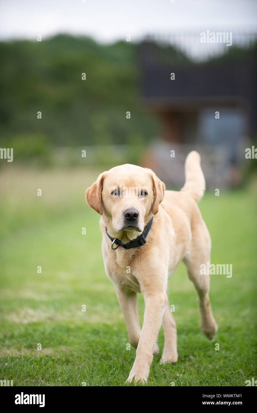 Labrador on farm running UK Stock Photo - Alamy