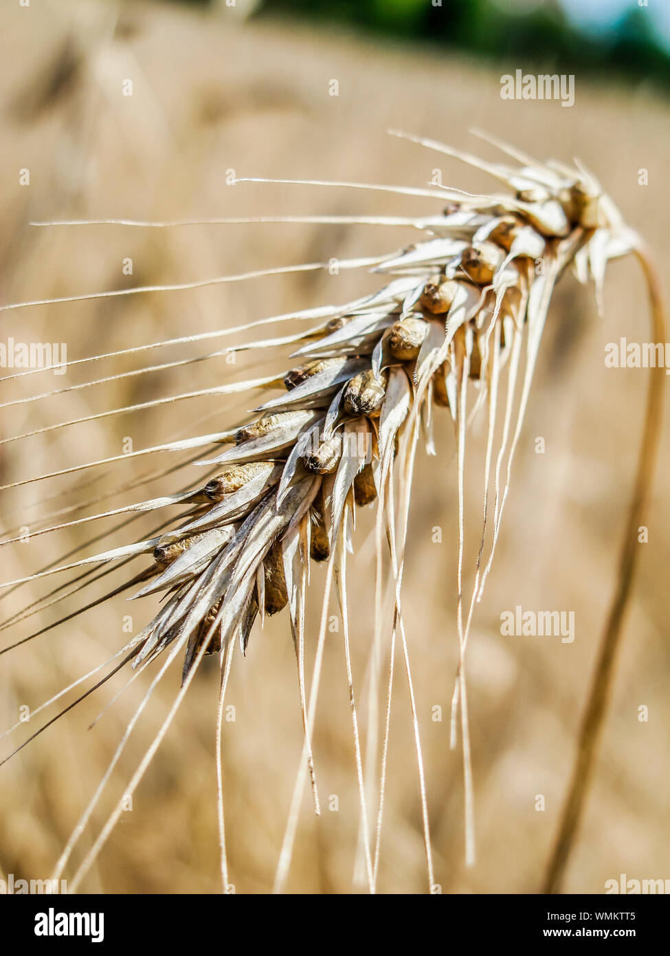 An ear of wheat field hi-res stock photography and images - Alamy