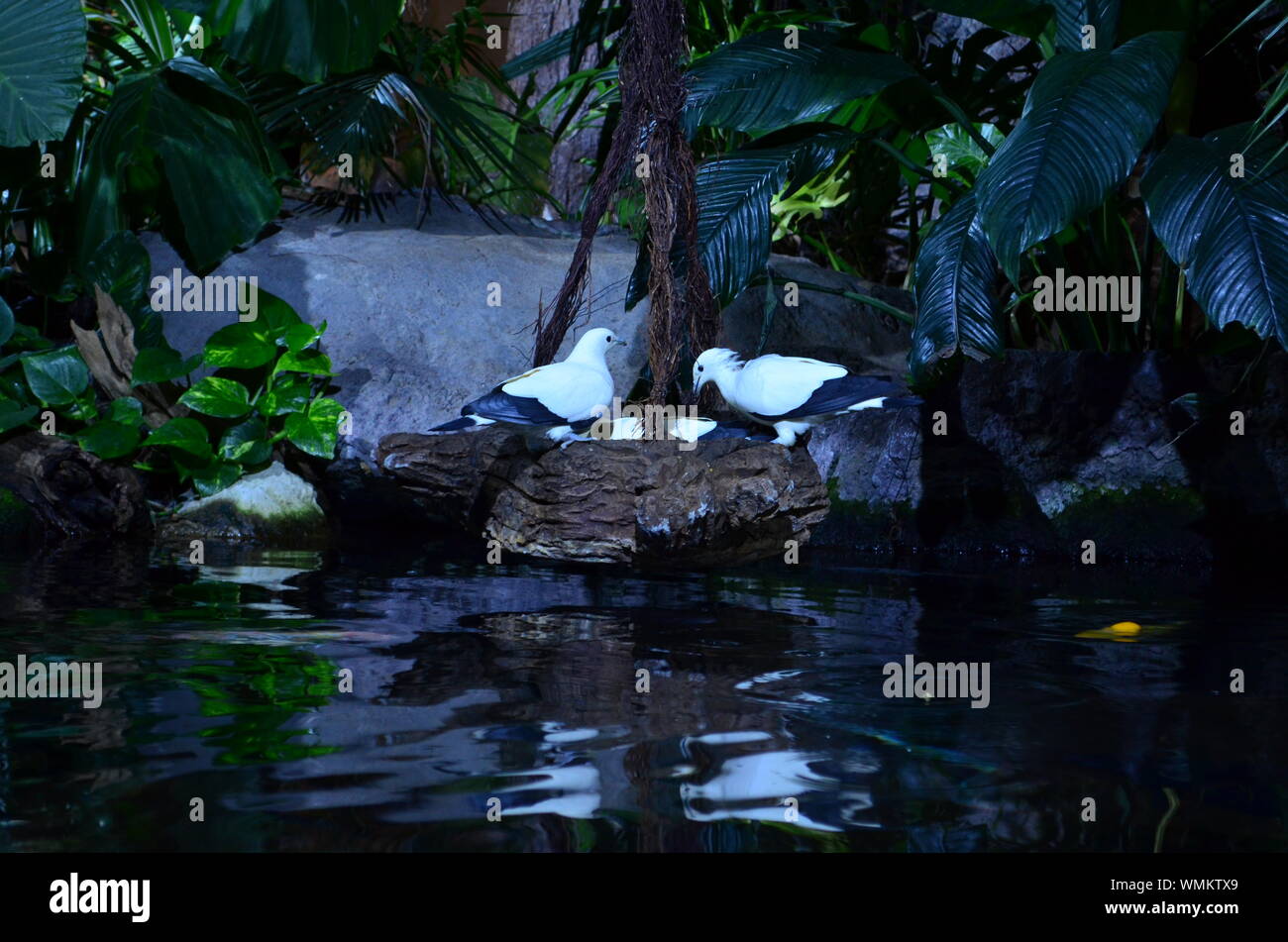 Palm trees in water hi-res stock photography and images - Alamy