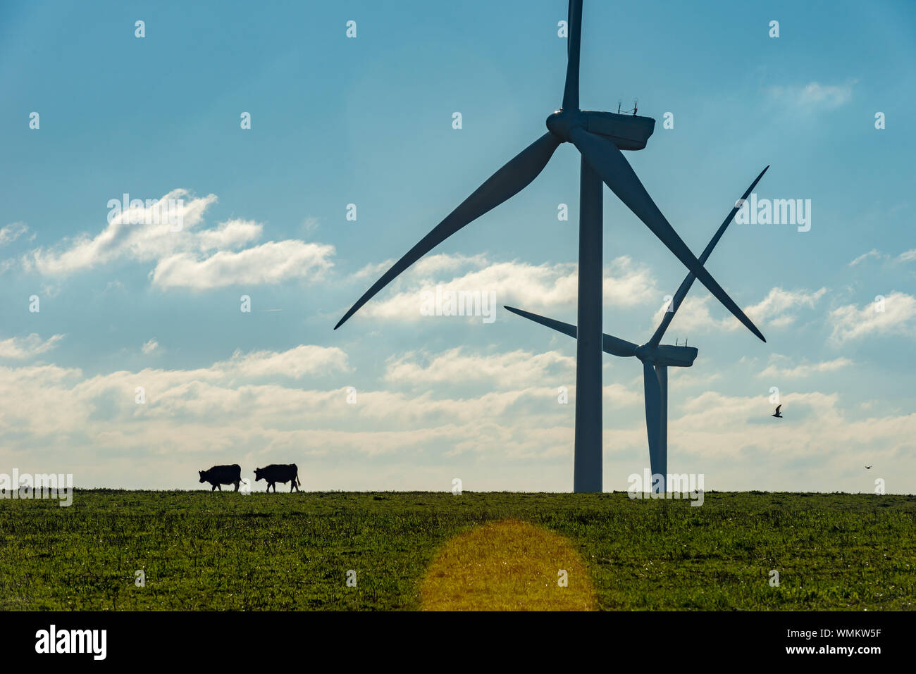 Two cows wind turbines Stock Photo - Alamy
