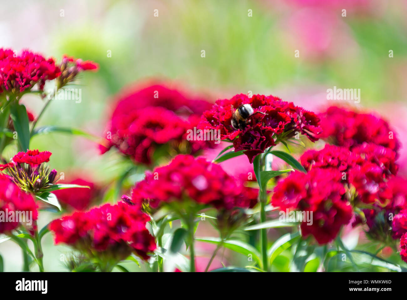 Bee pollinating pink dianthus flower Stock Photo - Alamy