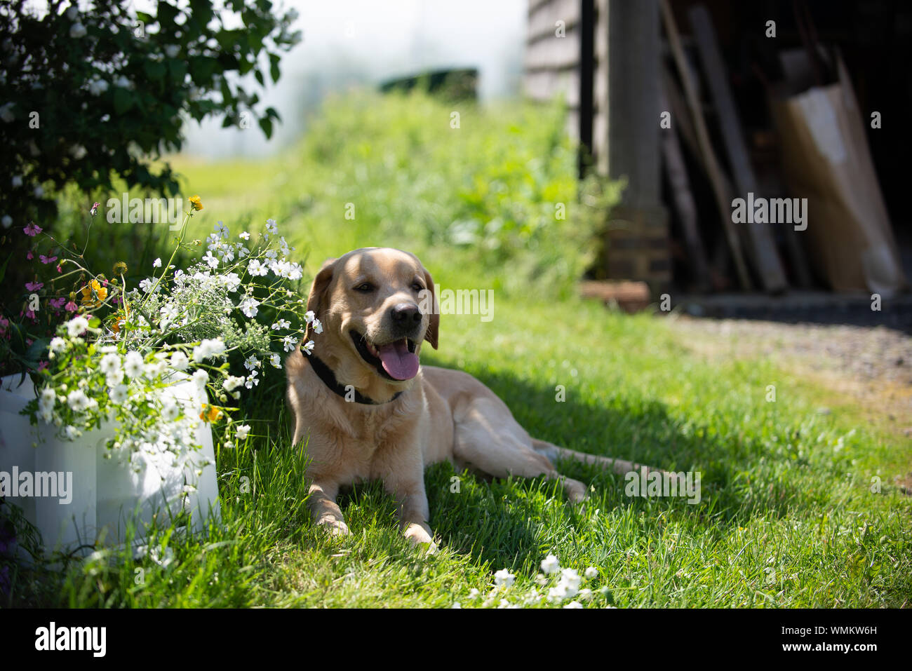 Golden labrodor hi-res stock photography and images - Alamy
