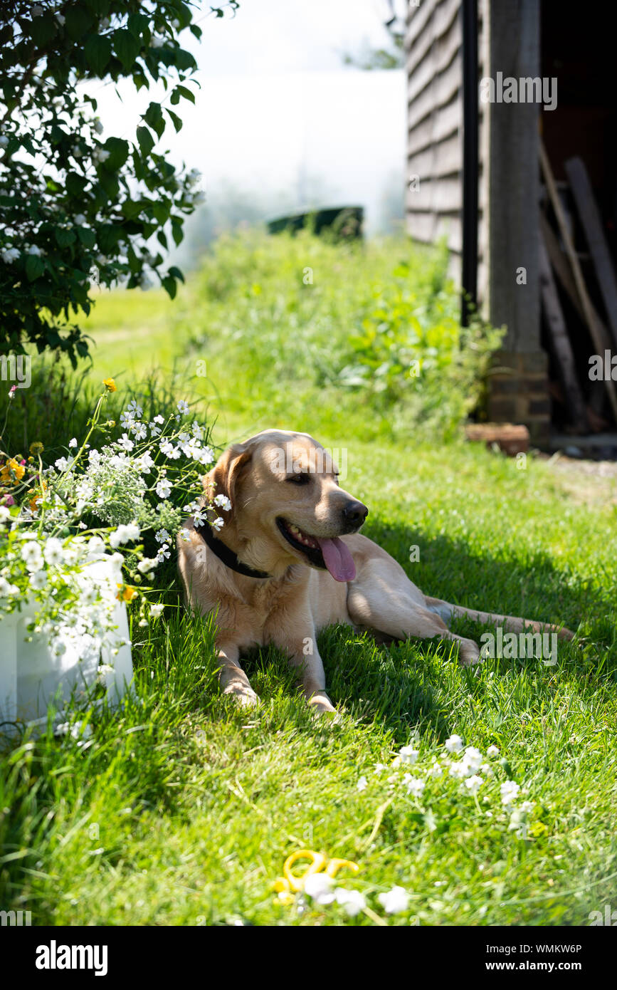 Golden Labrodor High Resolution Stock Photography and Images - Alamy