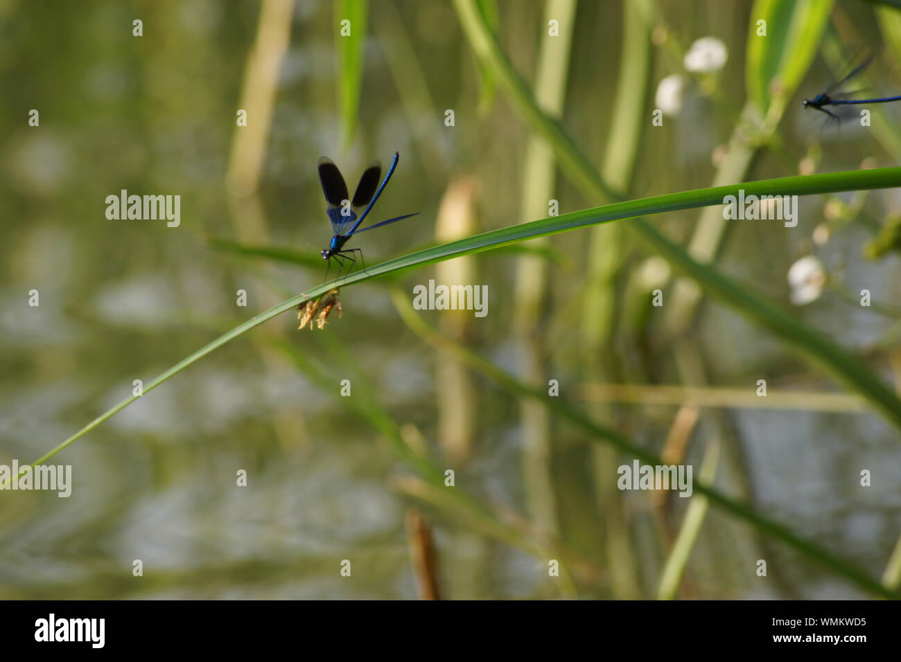 Flying dragon plant hi-res stock photography and images - Alamy