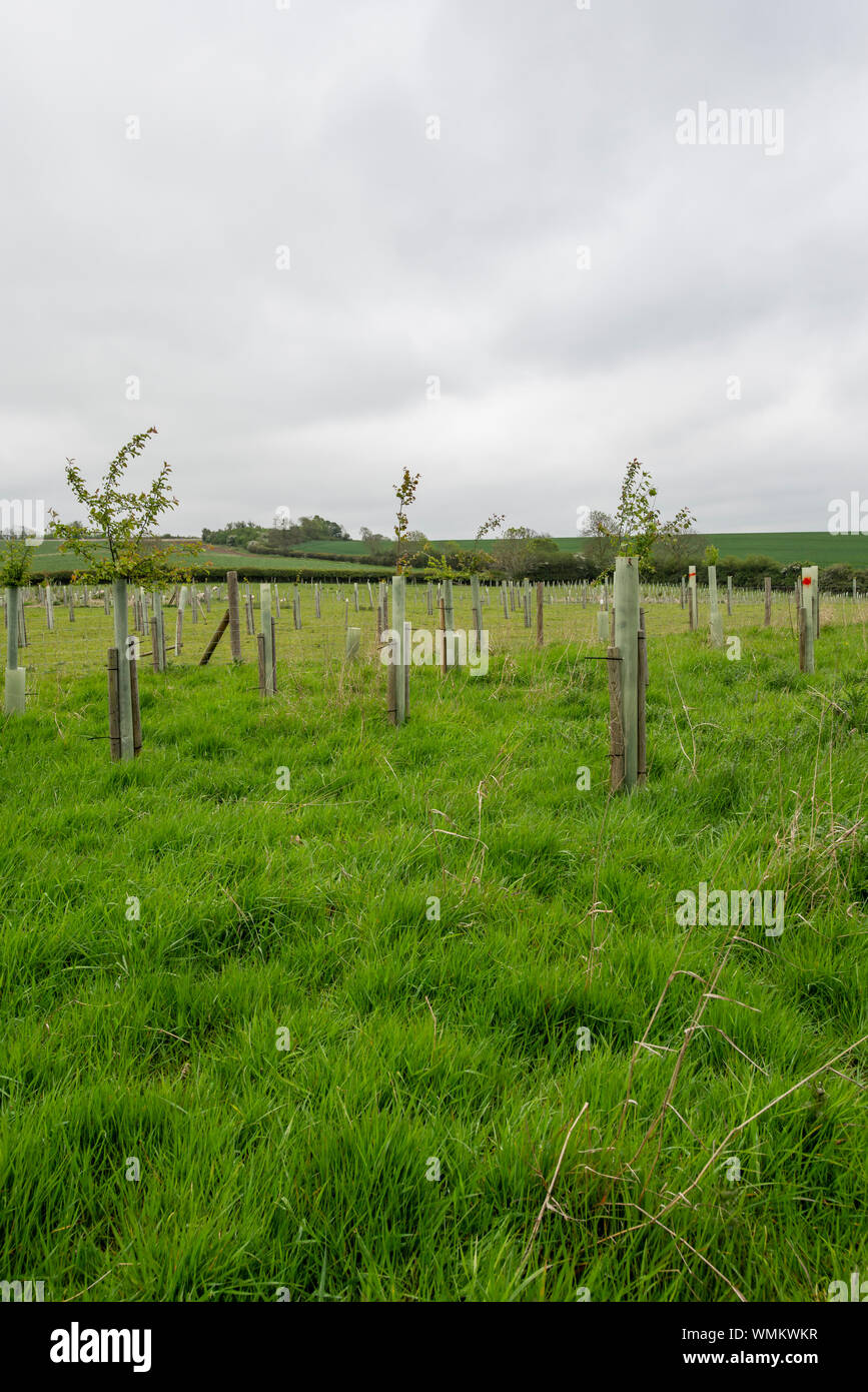 Trees growing on farm UK Stock Photo - Alamy