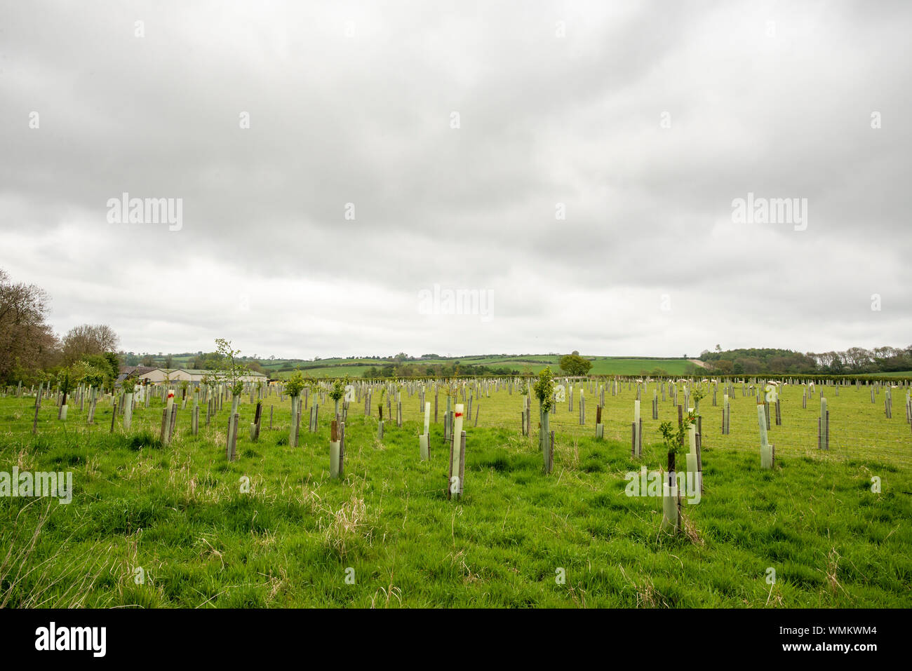 Trees growing on farm UK Stock Photo - Alamy