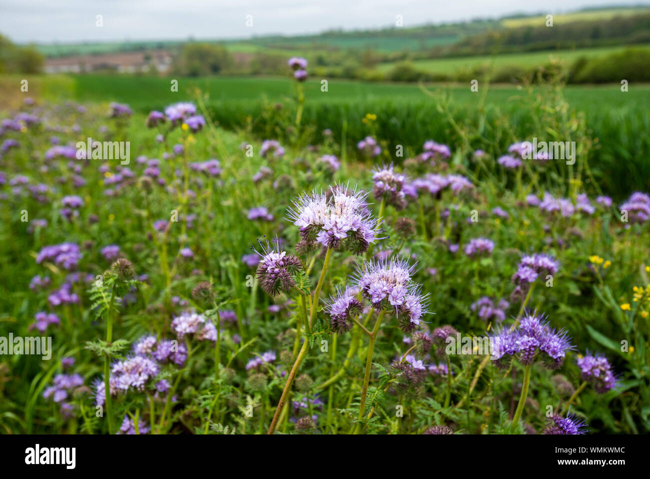 Wildflowers rural country scene UK Stock Photo - Alamy
