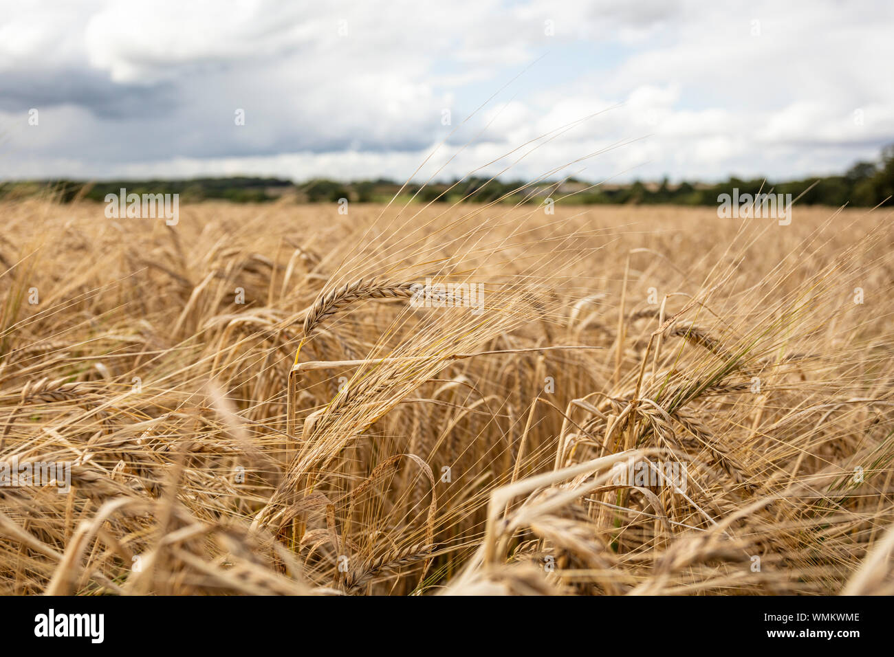 Barley field UK Stock Photo - Alamy