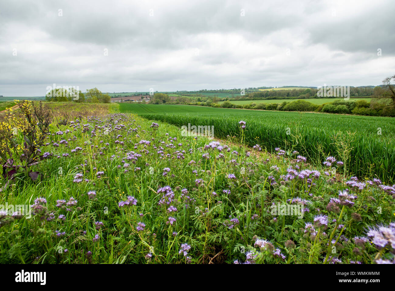Wildflowers rural country scene UK Stock Photo - Alamy