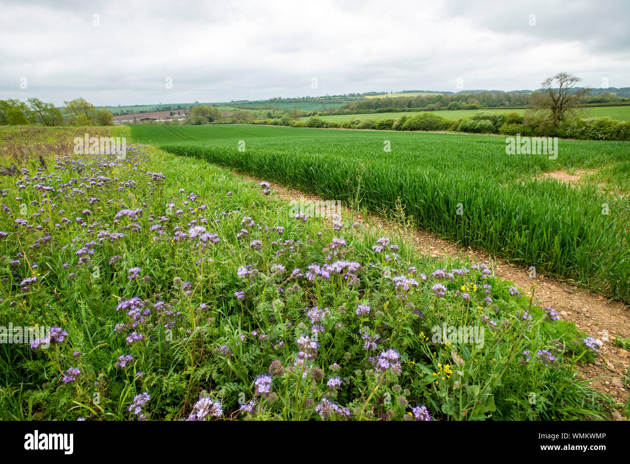Country scene uk hi-res stock photography and images - Alamy