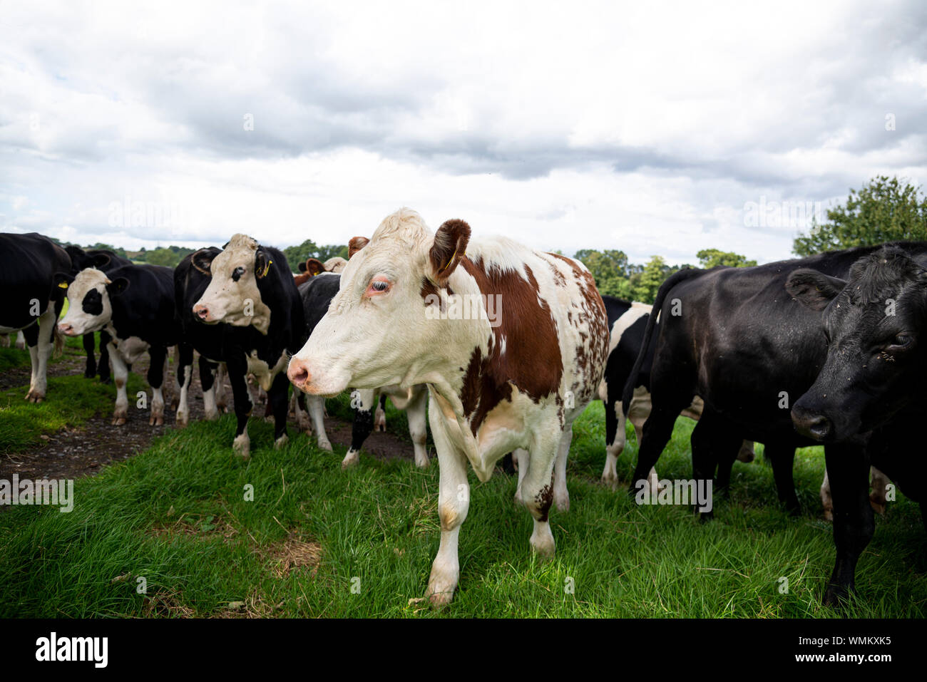 Beef cattle in field UK Stock Photo - Alamy