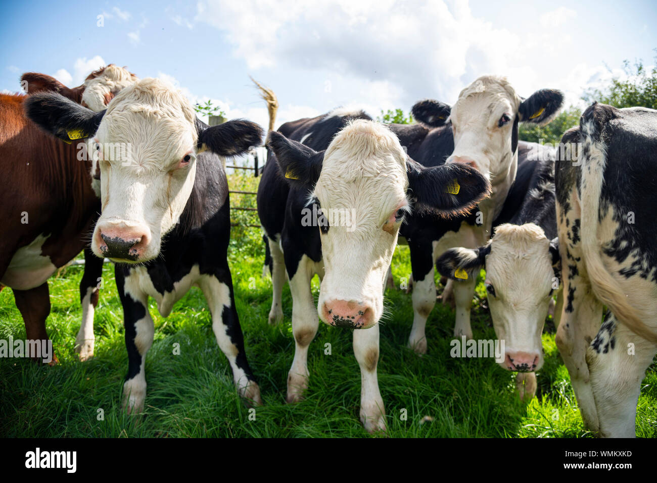 Beef cattle in field UK Stock Photo - Alamy