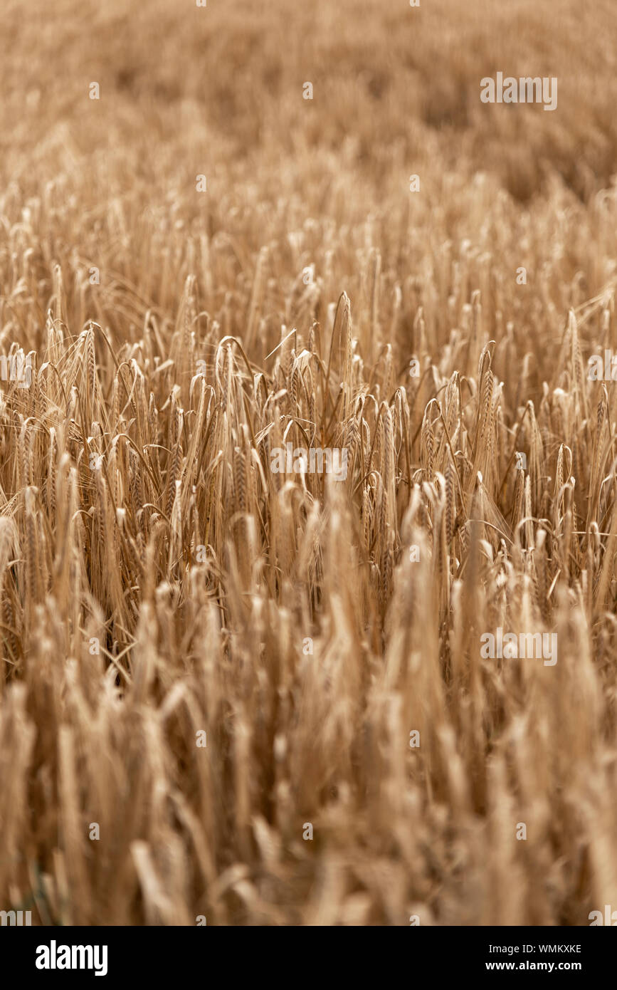 Barley crop UK Stock Photo - Alamy