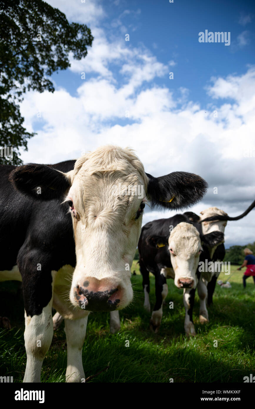 Beef cattle in field UK Stock Photo - Alamy