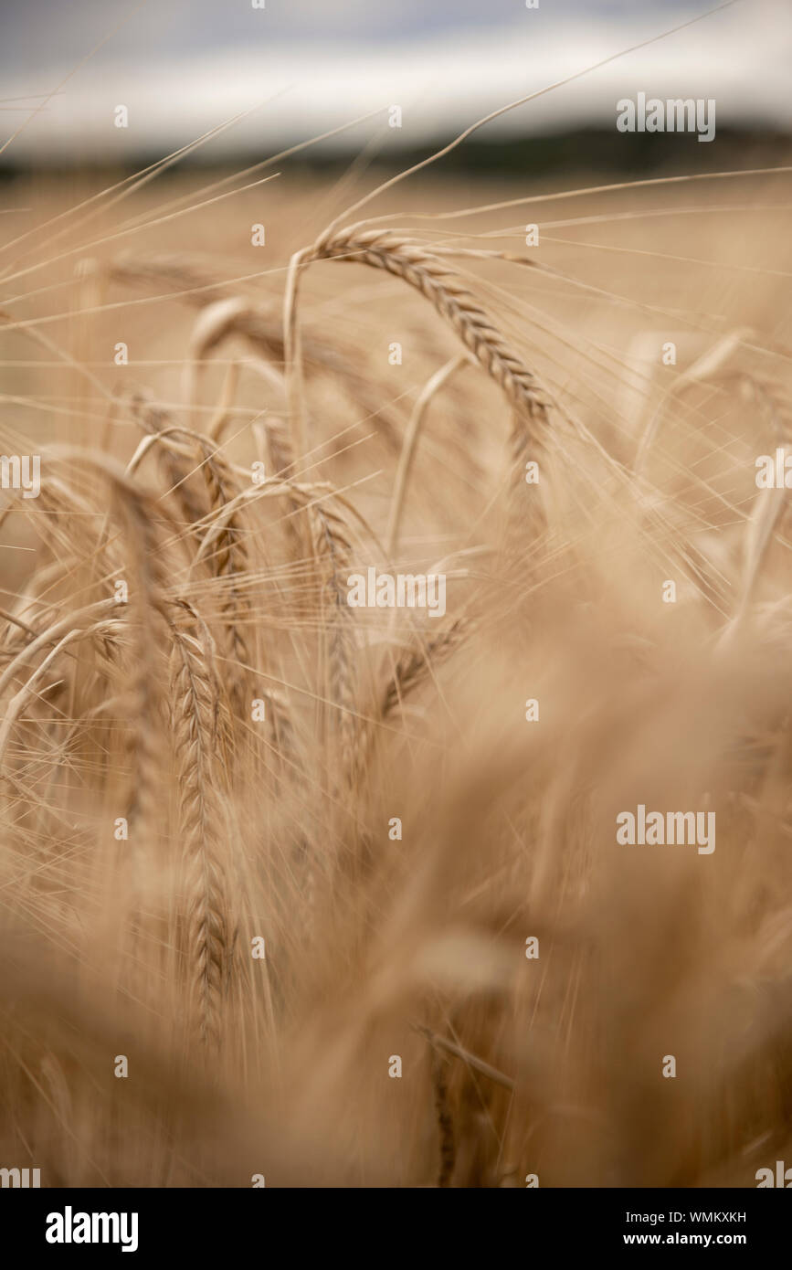 Barley crop UK Stock Photo - Alamy