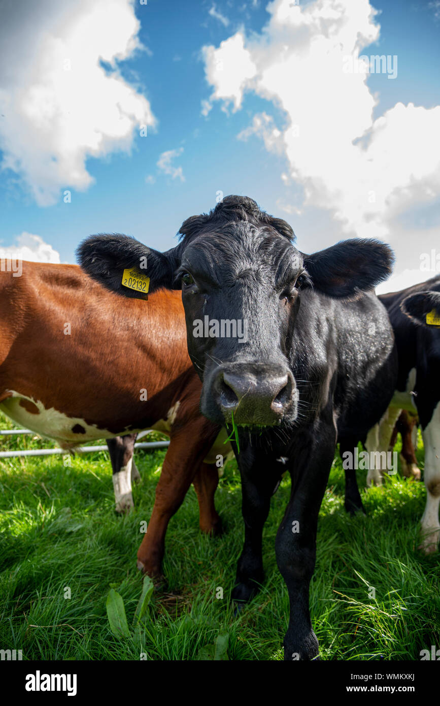Beef cattle in field UK Stock Photo - Alamy