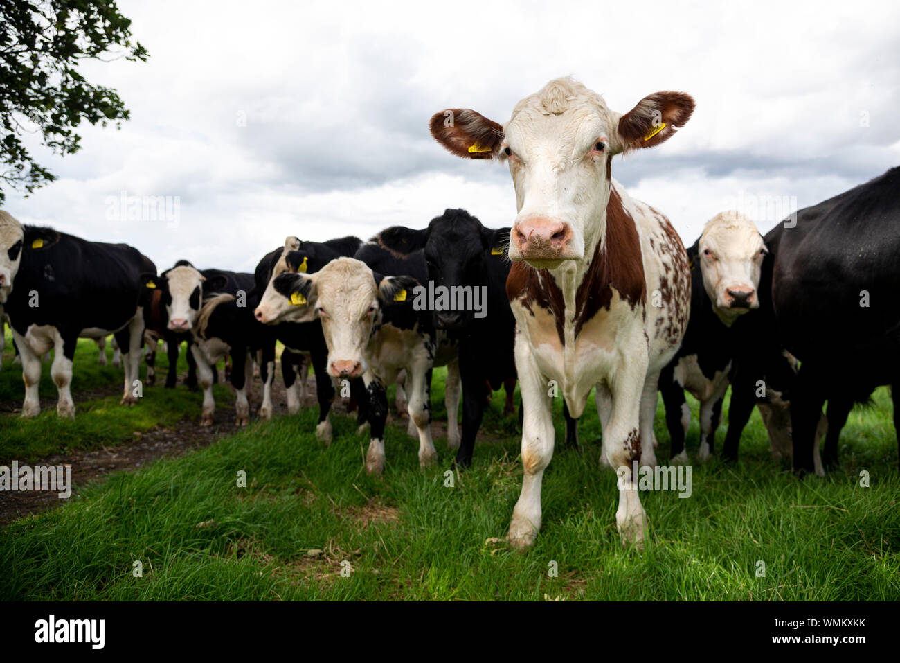 Beef cattle in field UK Stock Photo - Alamy