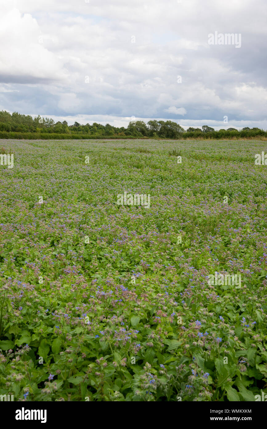 Borage field UK Stock Photo - Alamy