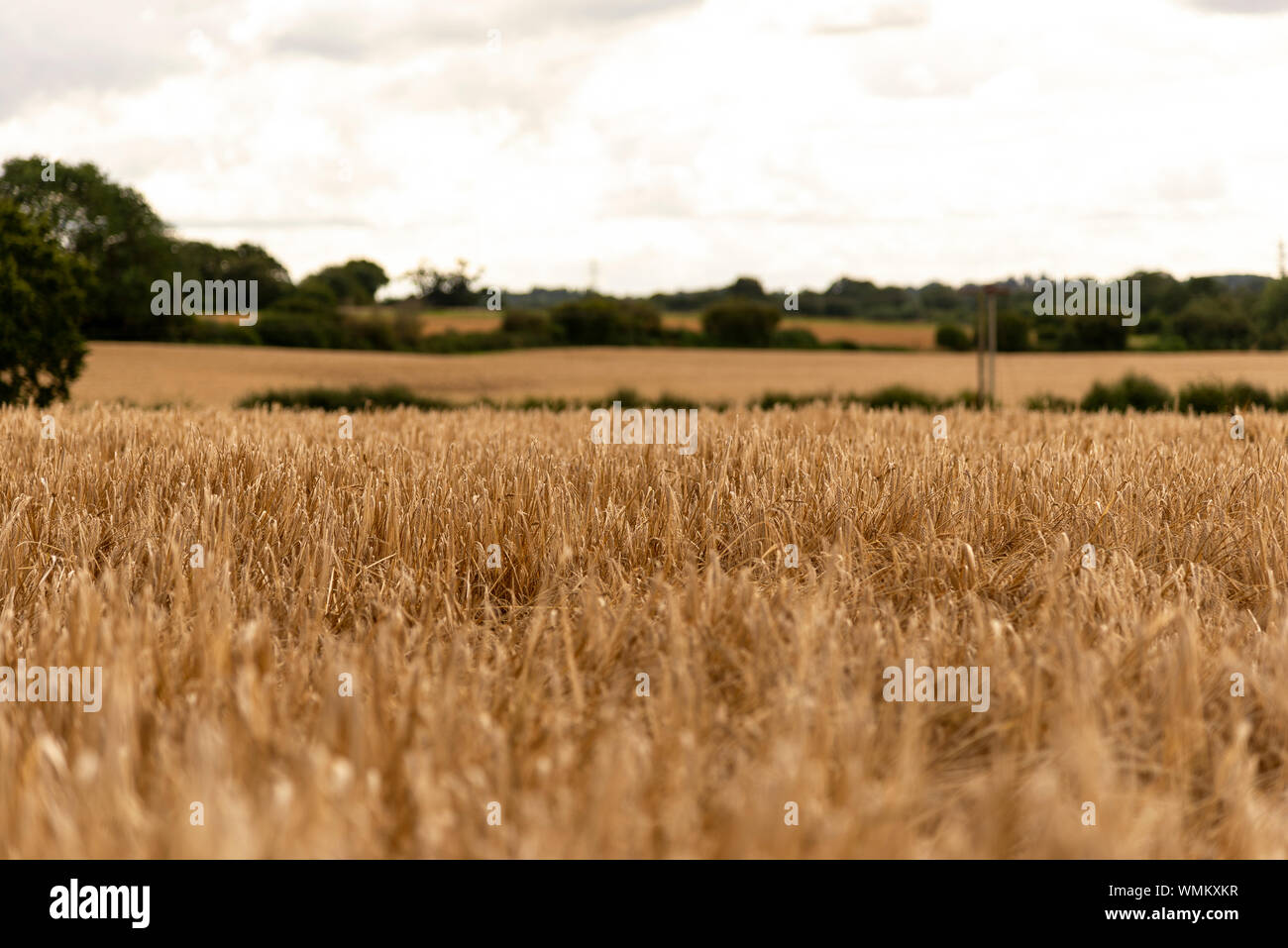 Barley crop scene UK Stock Photo - Alamy
