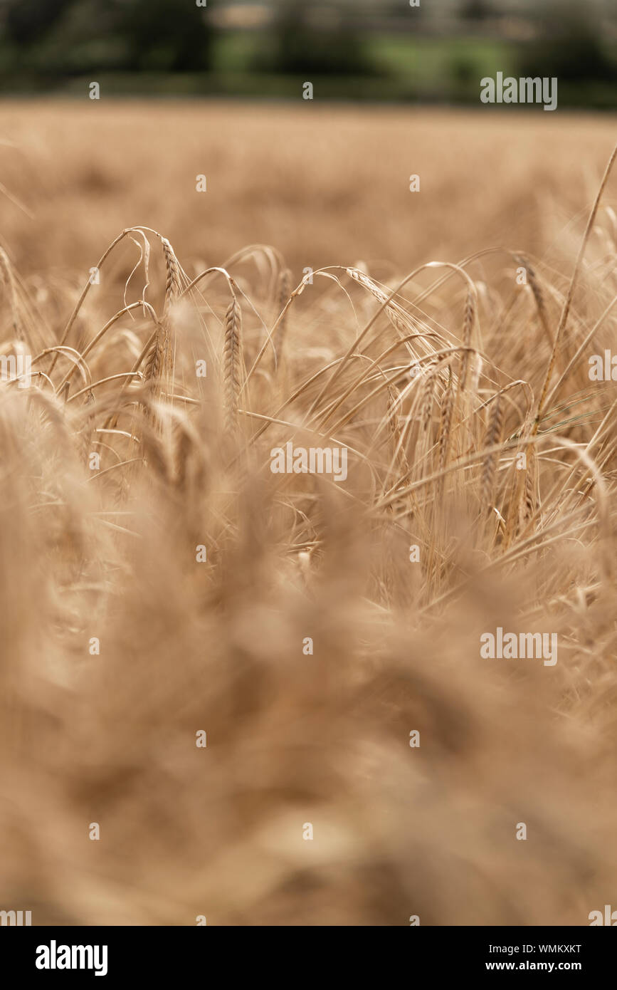Barley crop UK Stock Photo - Alamy