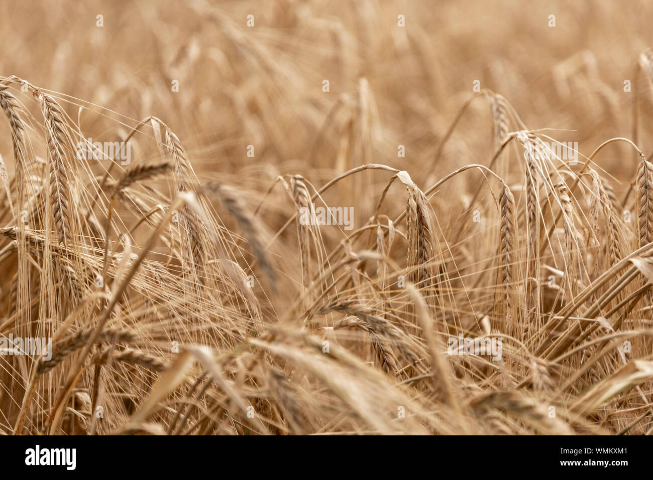 Barley crop UK Stock Photo - Alamy