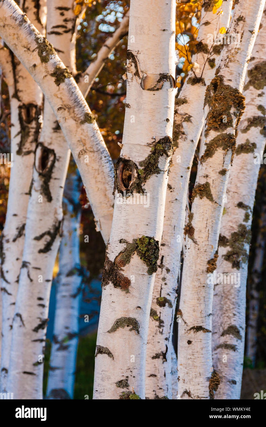 Rows of birch trees, Stowe Vermont, USA Stock Photo - Alamy